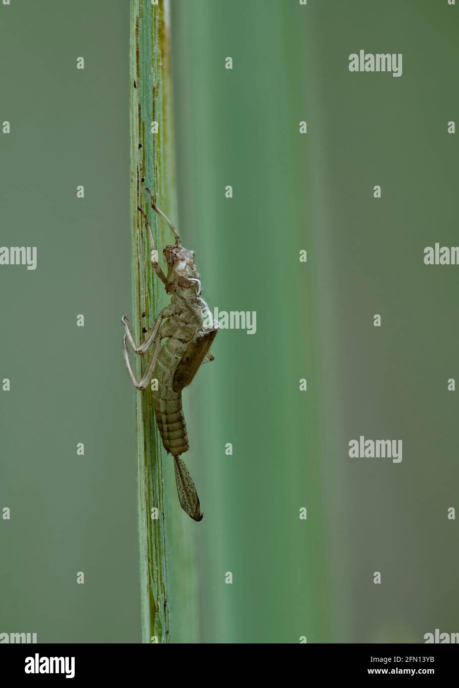 Large Red Damselfly (Pyrrhosoma nymphula Stock Photo - Alamy