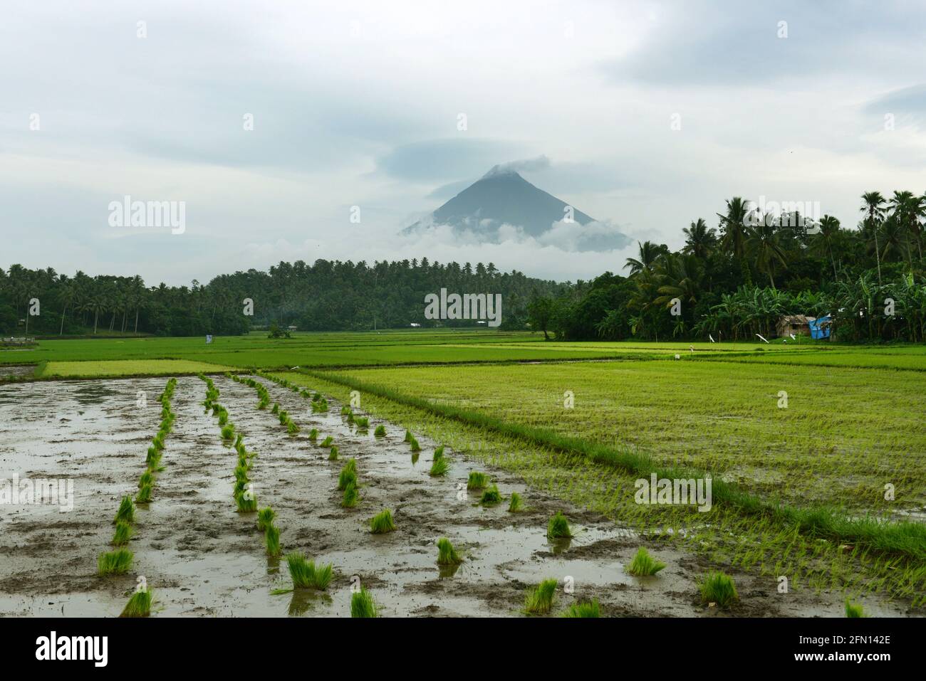 The Mayon volcano covered with a beautiful cloud Stock Photo - Alamy