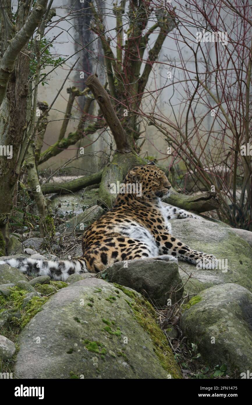 Vertical shot of a fierce leopard sitting on a rocky surface Stock ...