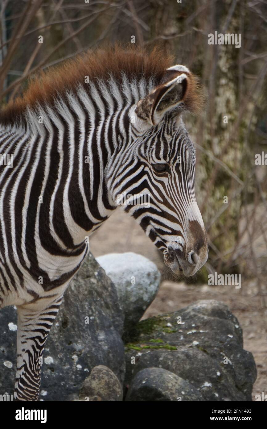 Vertical shot of zebra in the forest Stock Photo - Alamy