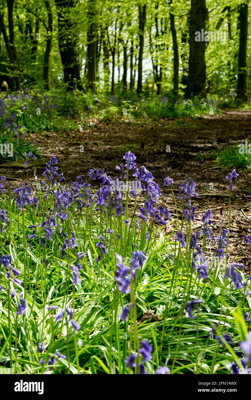 Bluebells in Hay Wood, Warwickshire, England, UK Stock Photo - Alamy