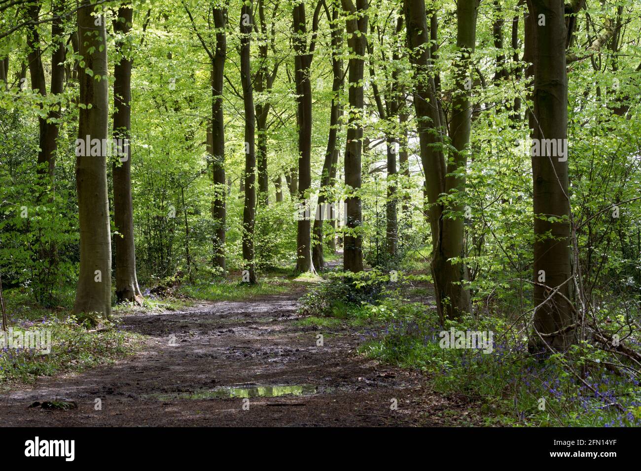 Hay Wood in spring, Warwickshire, England, UK Stock Photo - Alamy