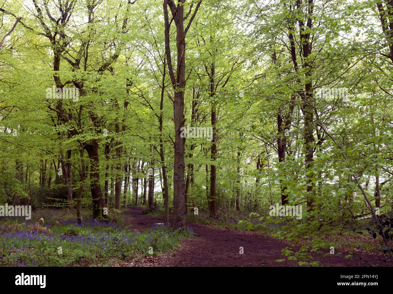 Hay Wood in spring, Warwickshire, England, UK Stock Photo - Alamy