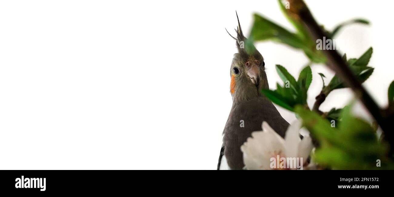 Gray parrot Corella in leaves and flowers on a white isolated ...