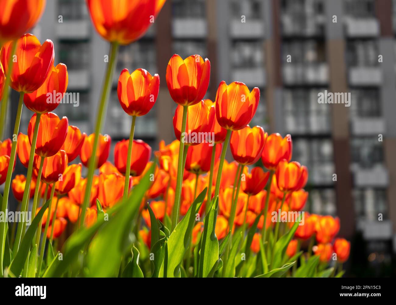Red tulips background. Beautiful tulip. Flower bud in spring in the ...