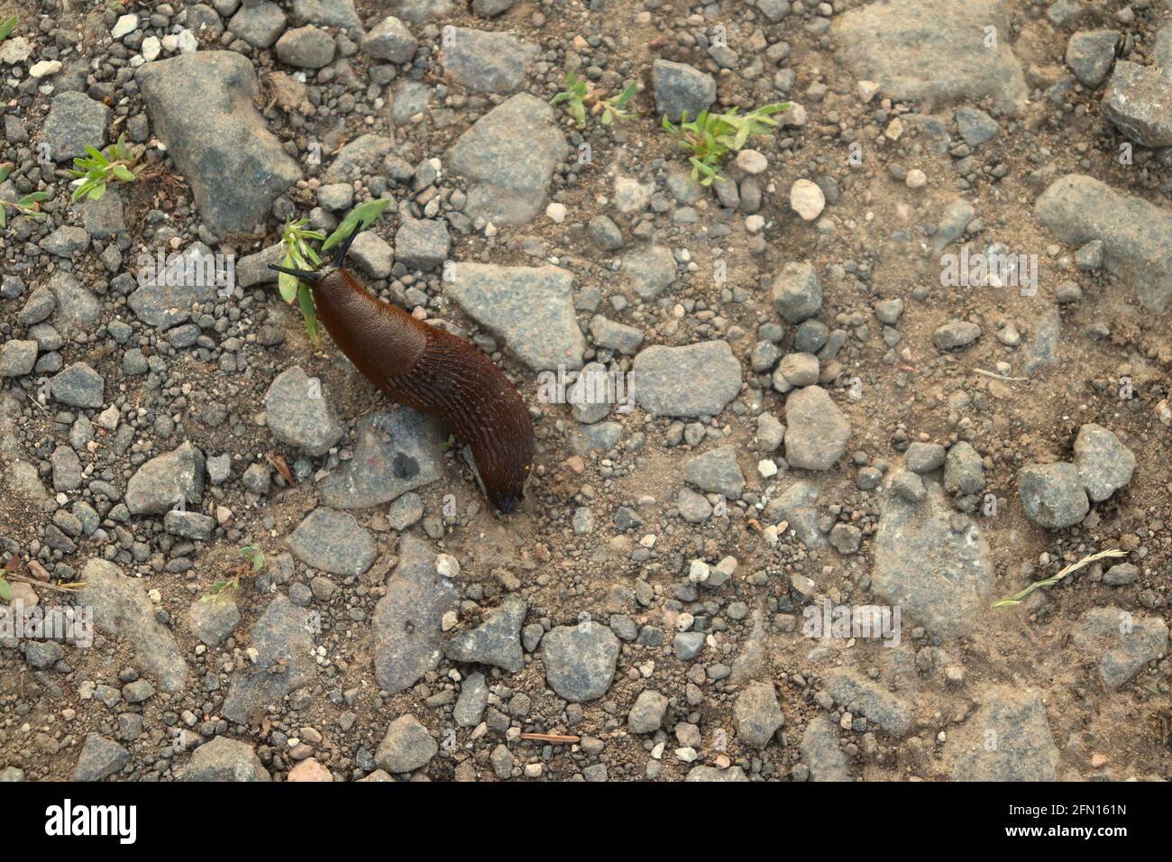 Snail crossing a country road in rural Germany on a summer evening ...