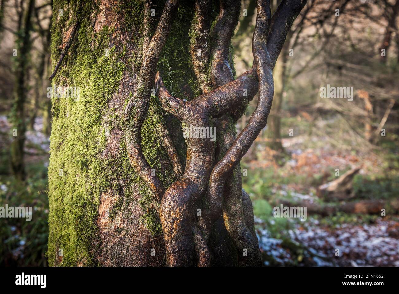Twisted beech tree fagus sylvatica hi-res stock photography and images ...