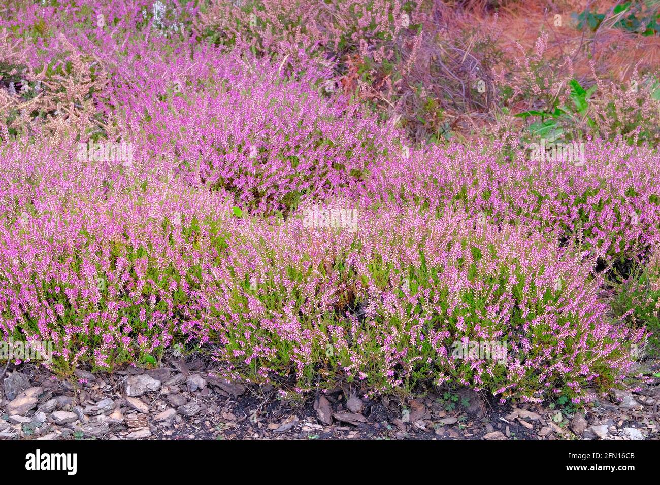 Purple pink common heather (Calluna vulgaris). Landscape plant heather ...