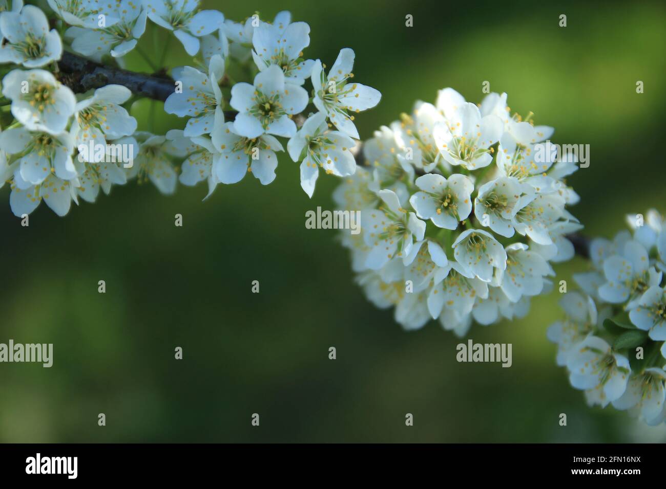 White spring blossoms Stock Photo - Alamy