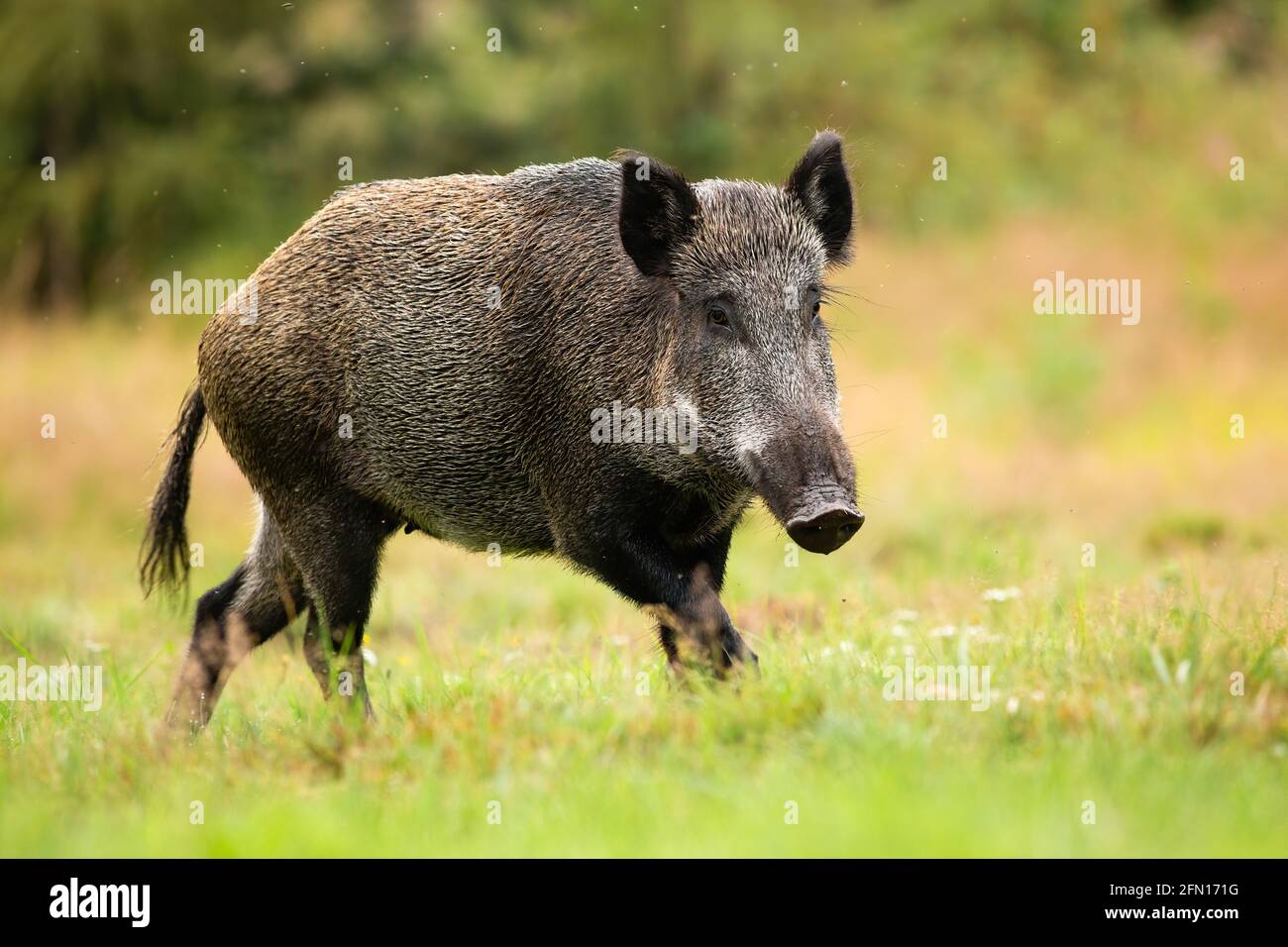 Adult female of wild boar running alone on the forest clearing Stock ...