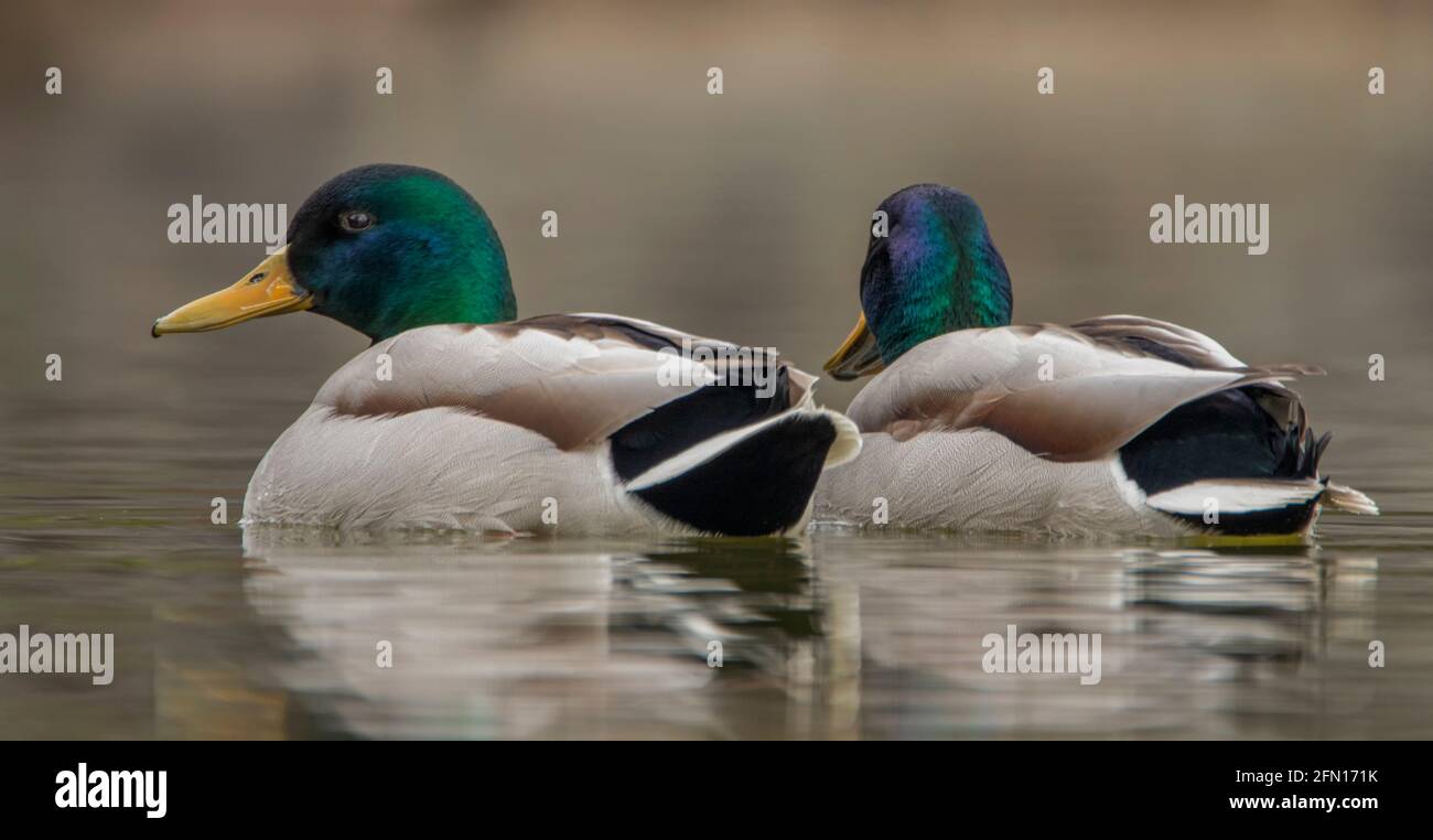 Two male wild ducks hi-res stock photography and images - Alamy