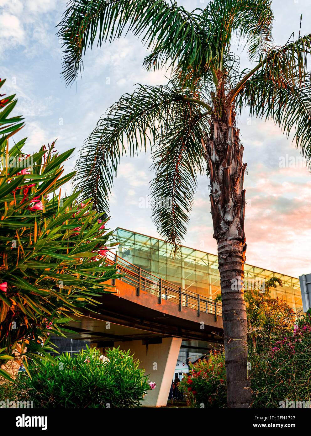 Vertical shot of palm trees and a pedestrian bridge Stock Photo - Alamy