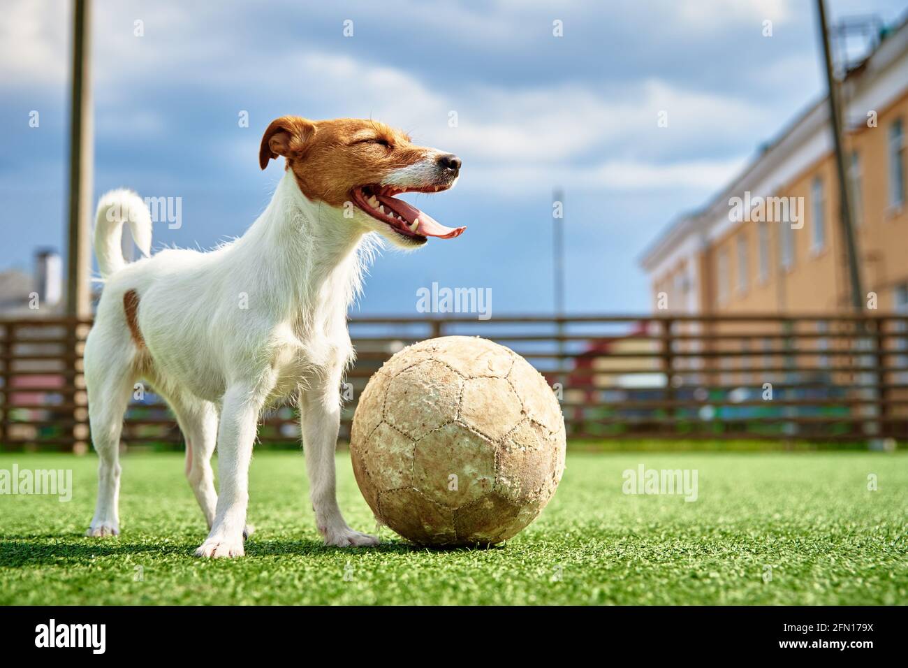 Funny dog playing football on hi-res stock photography and images - Alamy