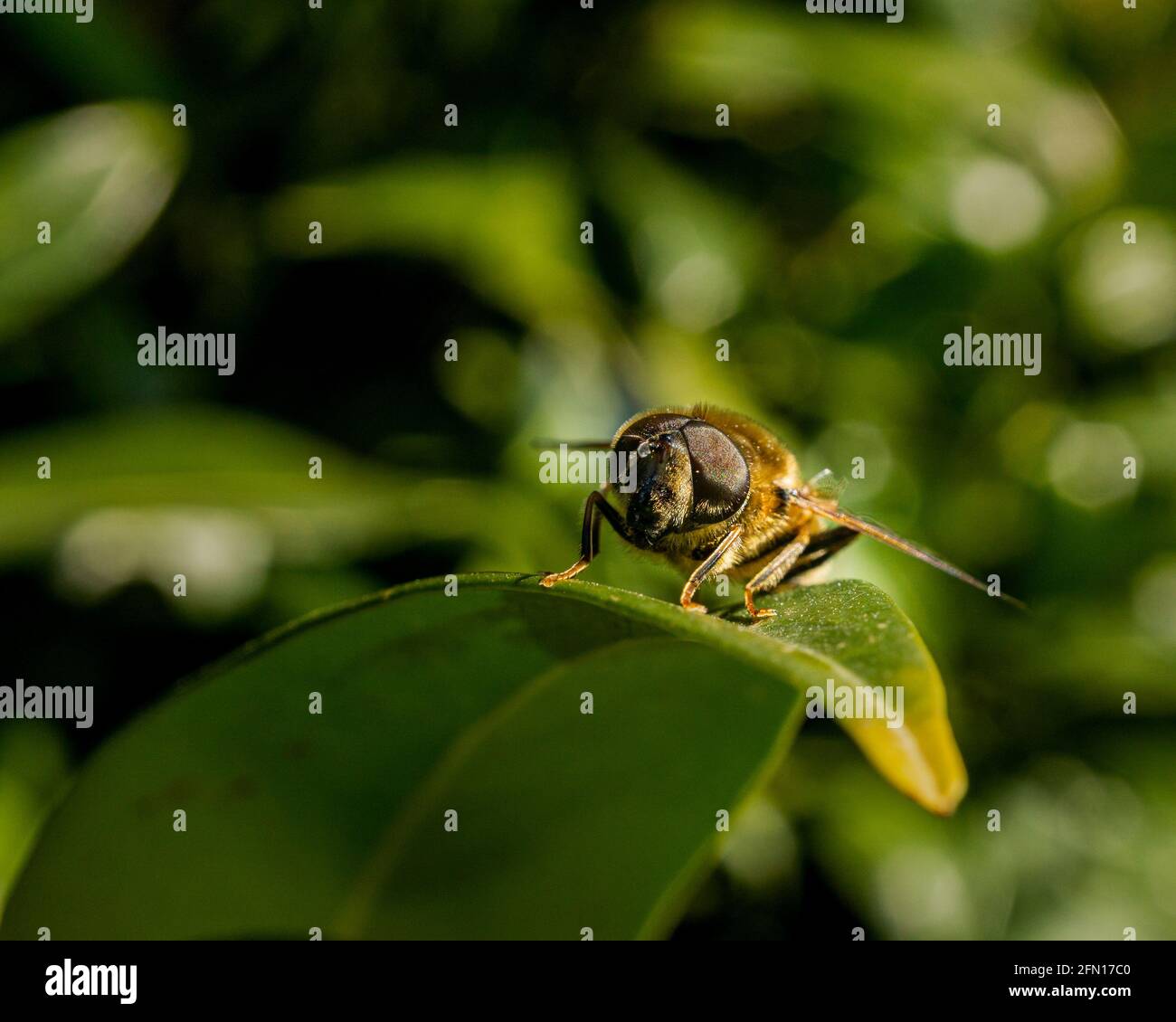 Macro shot of a bee fly on a green leaf Stock Photo - Alamy