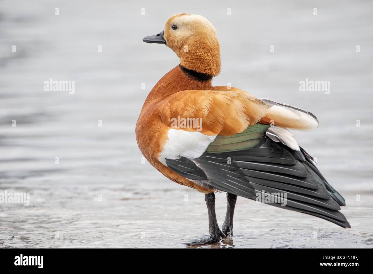 Ruddy shelduck Male standing on the shore of the lake Stock Photo - Alamy