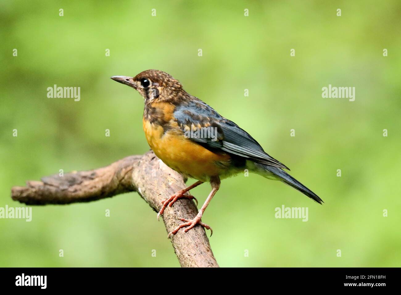 Orange Headed Ground Thrush, male, Geokichla citrina, Ganeshgudi ...