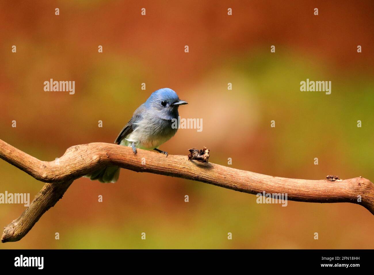 Black naped monarch hi-res stock photography and images - Alamy