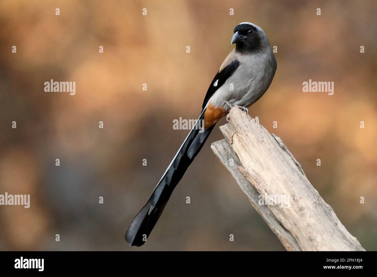 Indian himalayan bird hi-res stock photography and images - Alamy
