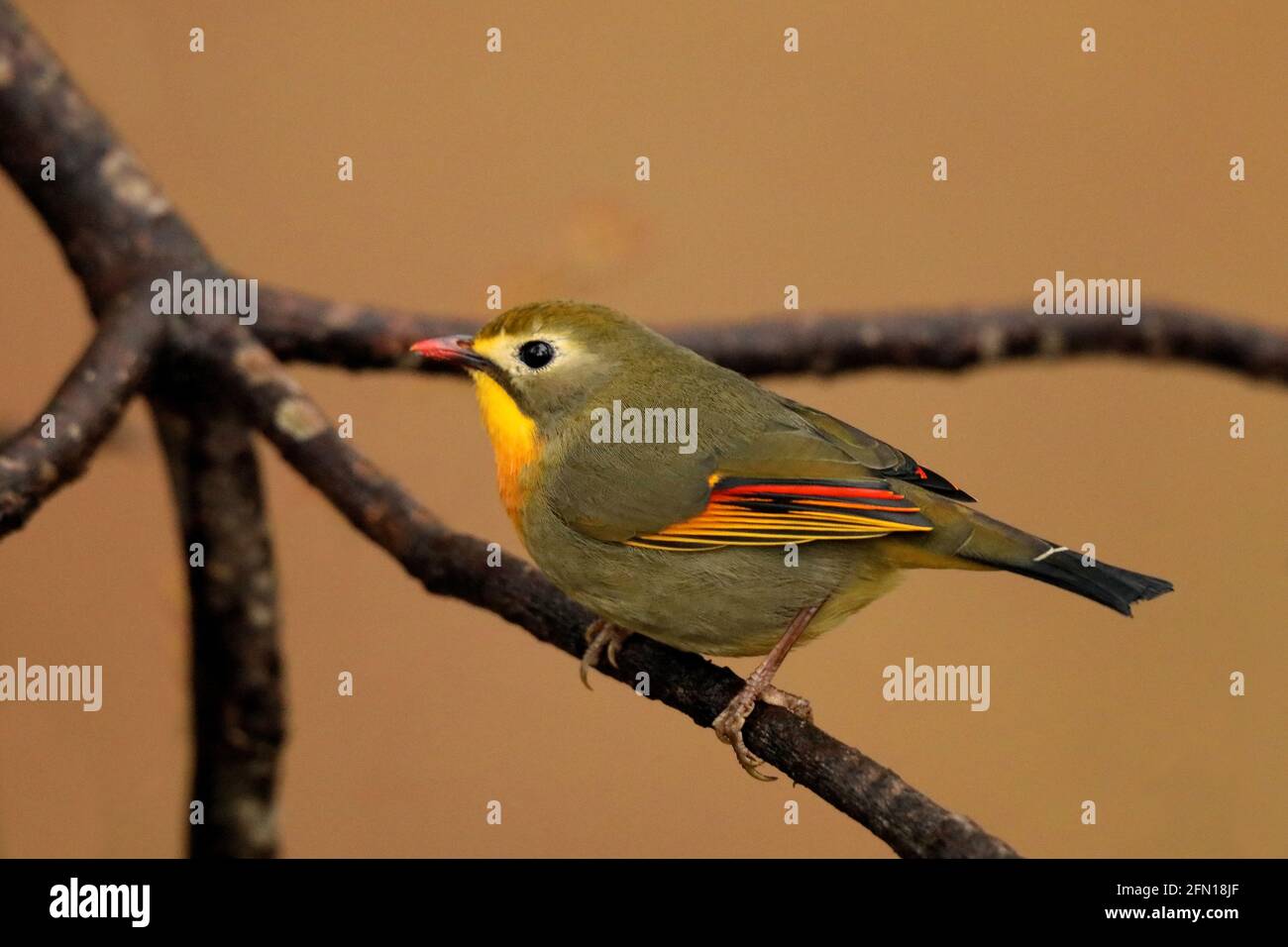 Red Billed Leiothrix - Leiothrix lutea - Sattal, Uttarakhand, India ...