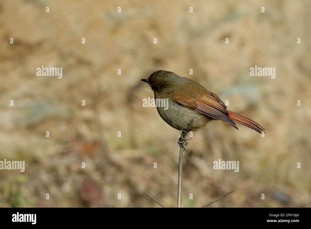 Small brown bird, female Slaty-blue Flycatcher (Ficedula tricolor ...
