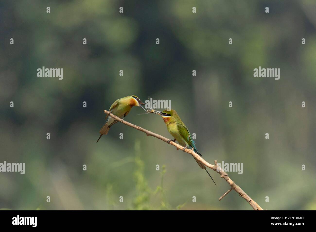 Two Blue tailed bee eaters eating a fly, Merops philippinus, Khisma ...