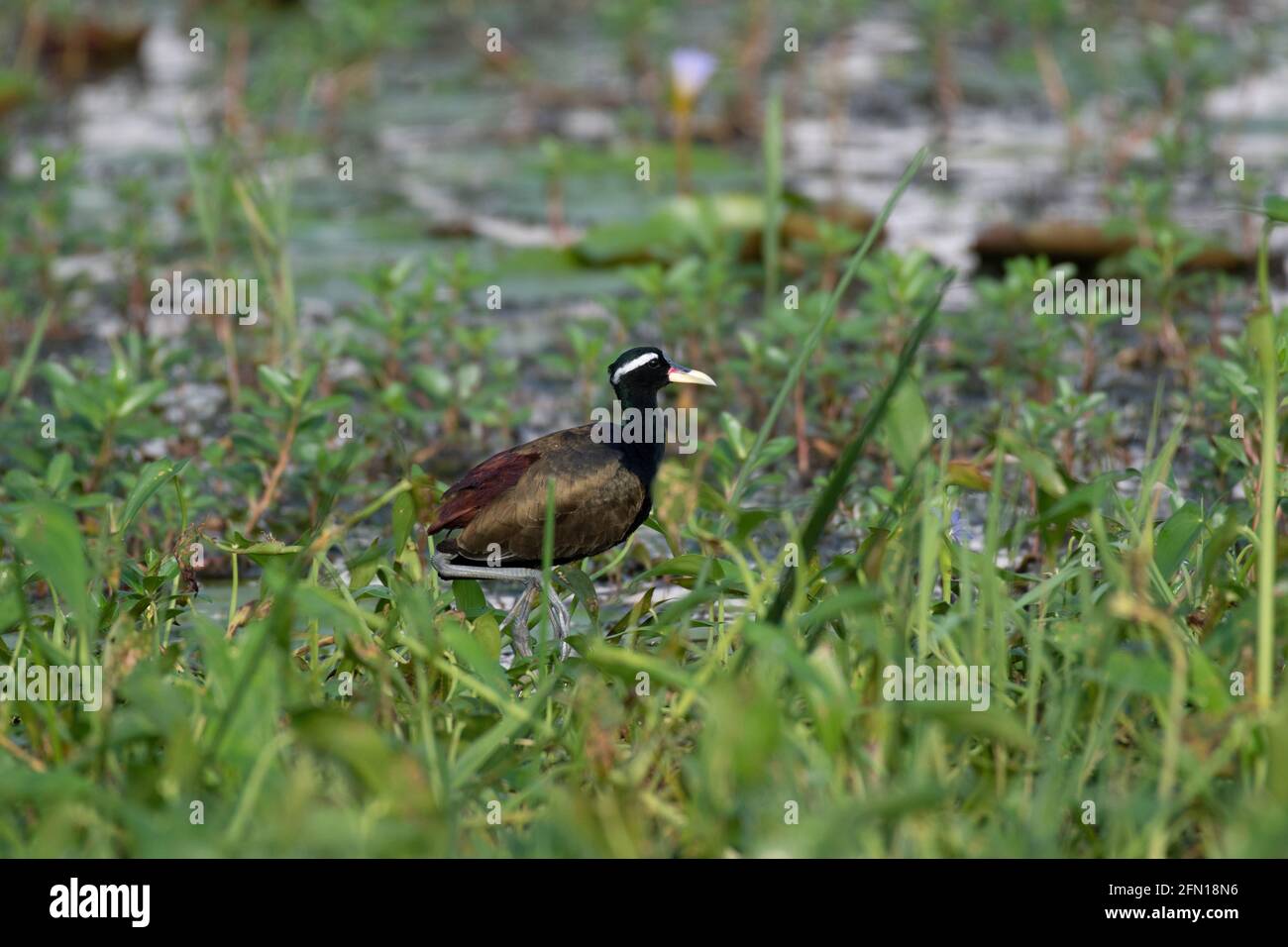 Bronze winged Jacana, Metopidius indicus, Rajarhat, Kolkata, West ...