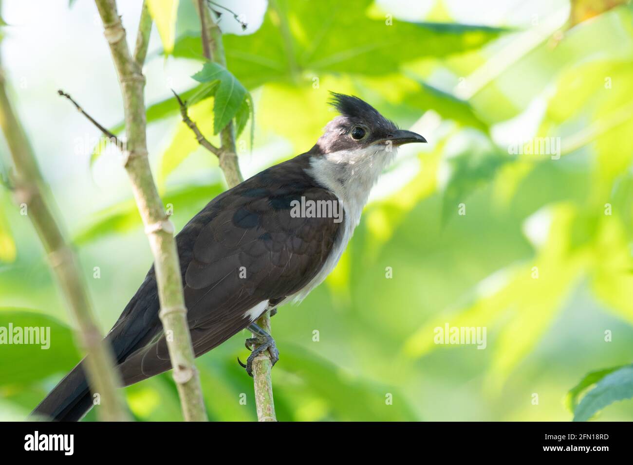Jacobin cuckoo, Clamator jacobinus, pied cuckoo or the pied crested cuckoo, Rajarhat, Kolkata ...