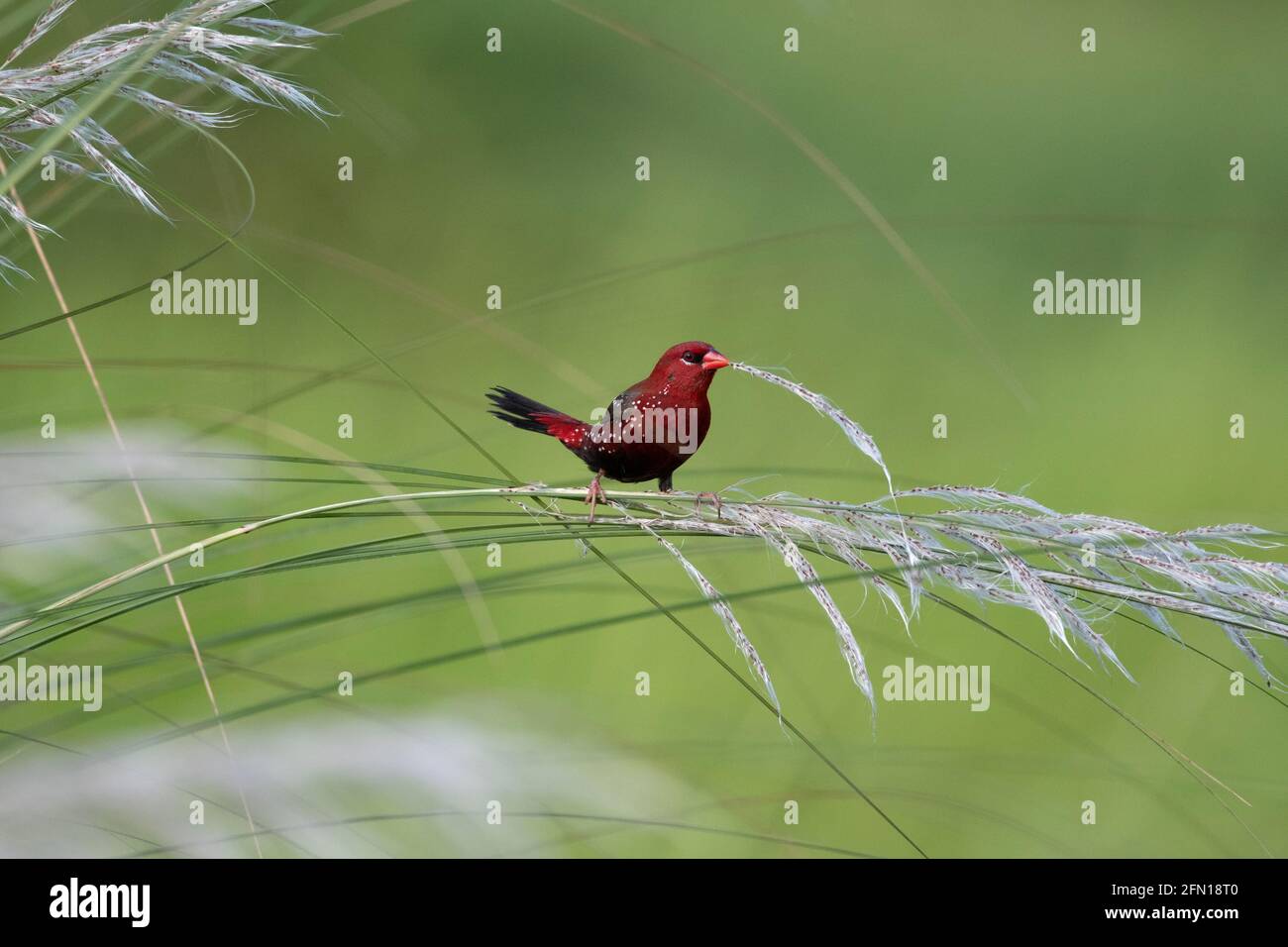 Red munia hi-res stock photography and images - Alamy