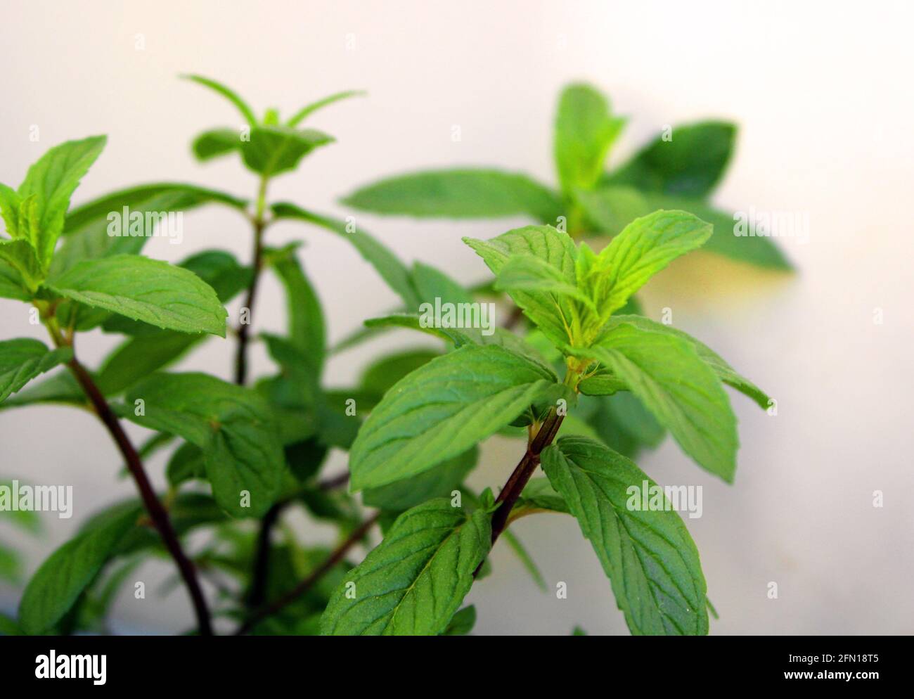 Growing mint pot hi-res stock photography and images - Alamy