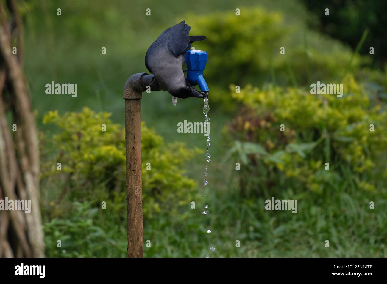 Crow drinking water hi-res stock photography and images - Alamy