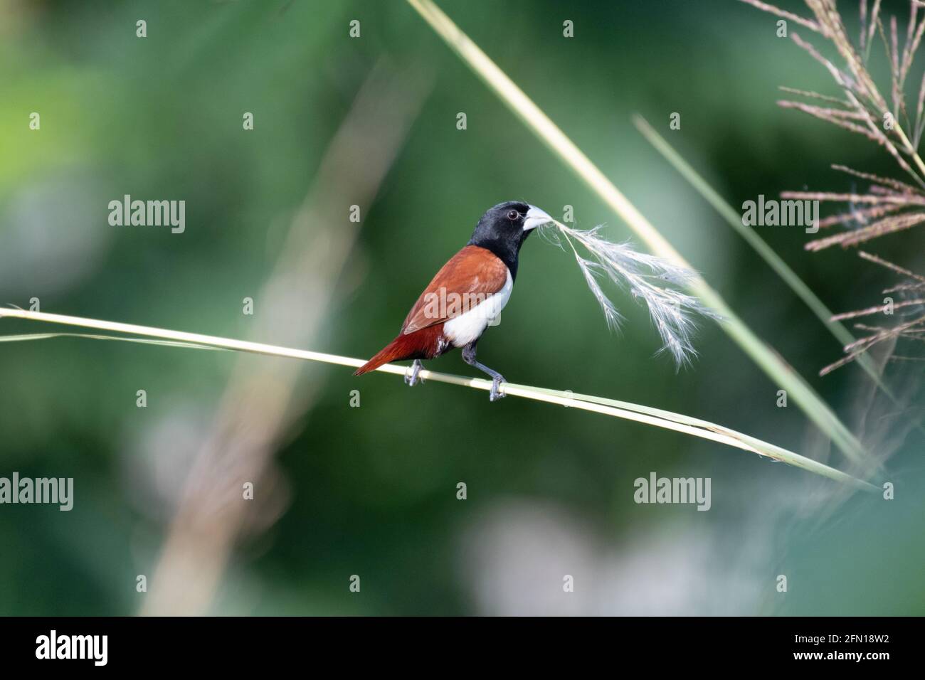 Tricoloured munia, Lonchura malacca, Rajarhat, Kolkata, West Bengal ...