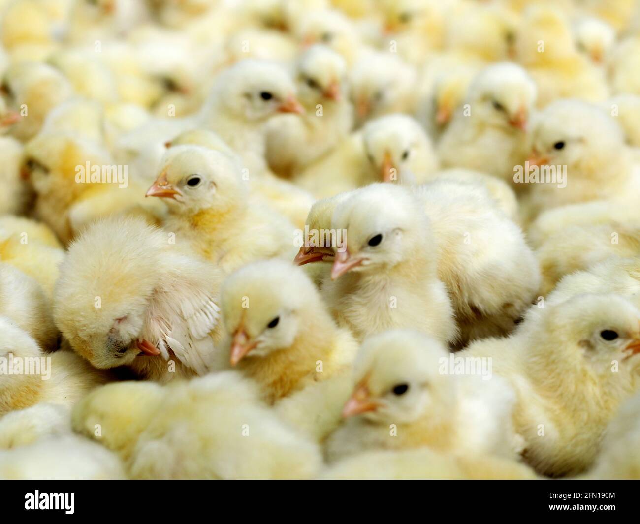 Group of yellow chicks crowded together Stock Photo - Alamy