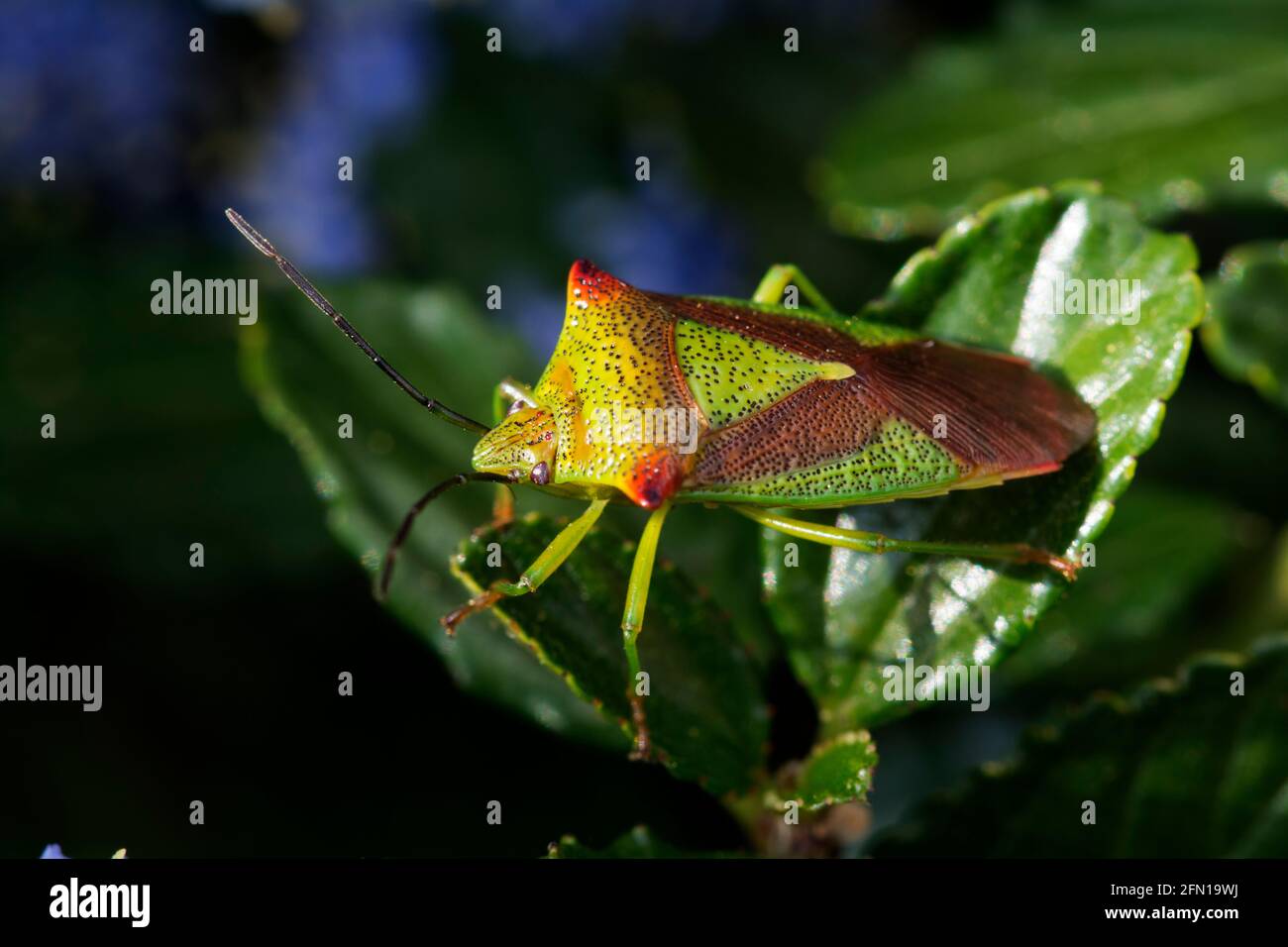 Invertebrate insect hemiptera bug hi-res stock photography and images ...