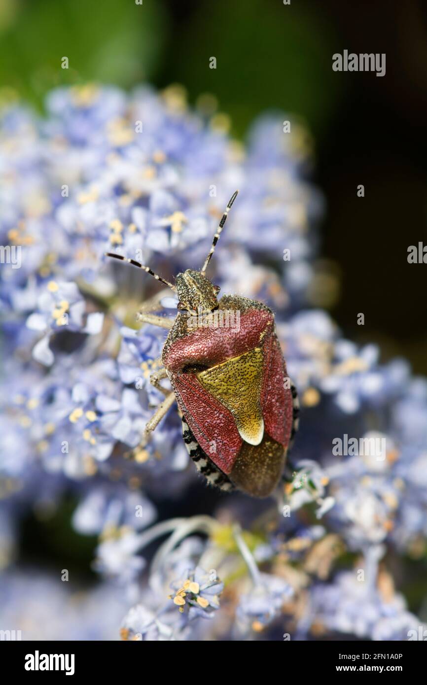 Sloe Shield Bug Stock Photo - Alamy