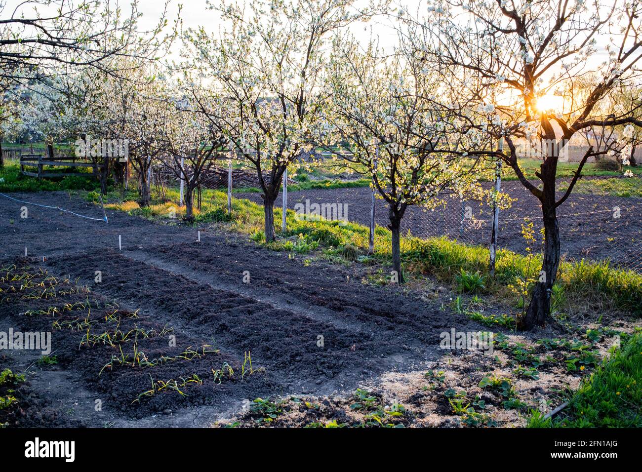 organic gardening garden in spring with flowering trees Stock Photo - Alamy