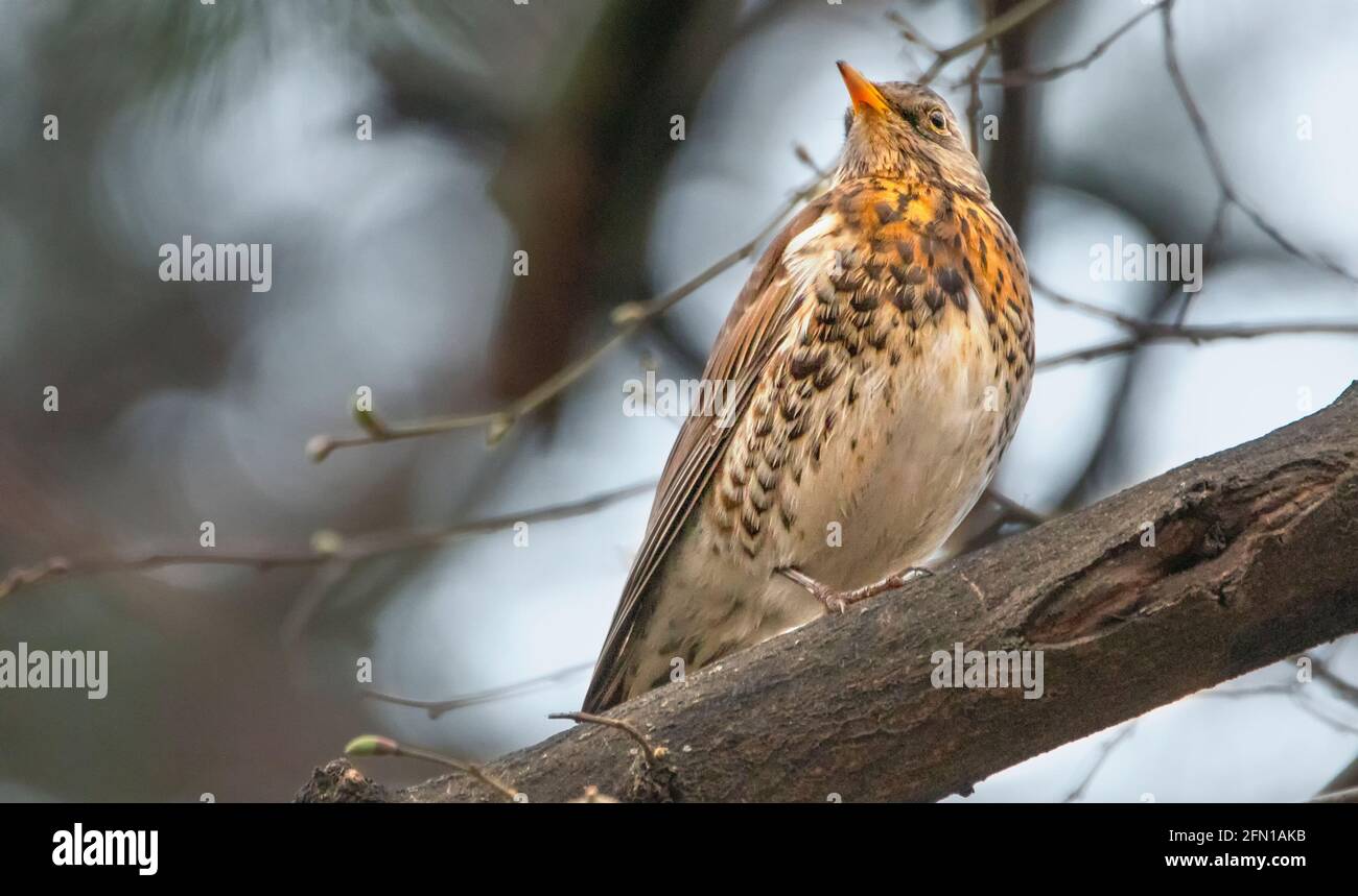 Portrait fieldfare in tree hi-res stock photography and images - Alamy