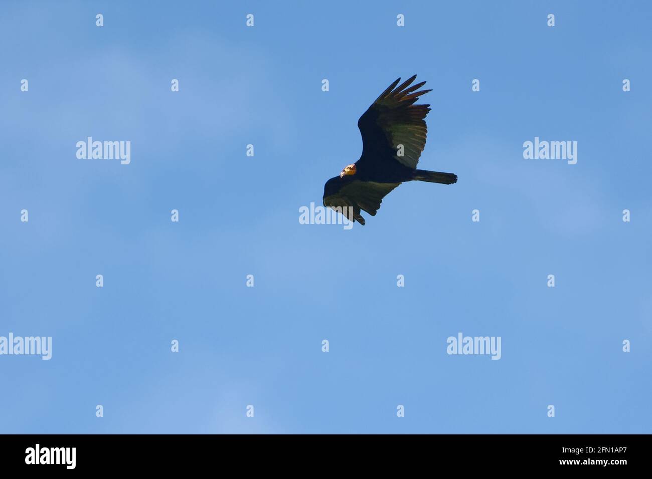 Lesser yellow-headed vulture (Cathartes burrovianus Stock Photo - Alamy