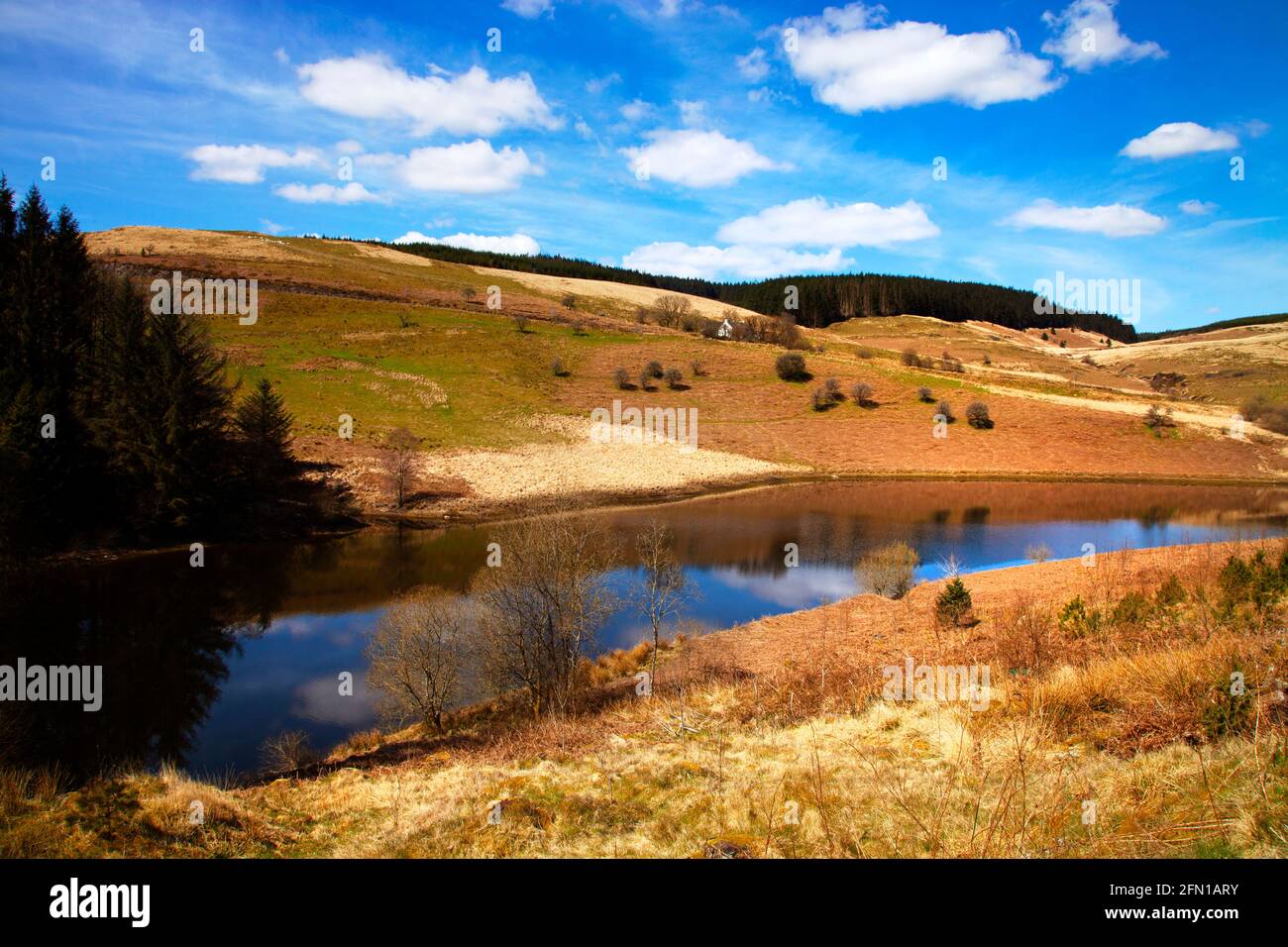 Towy forest hi-res stock photography and images - Alamy