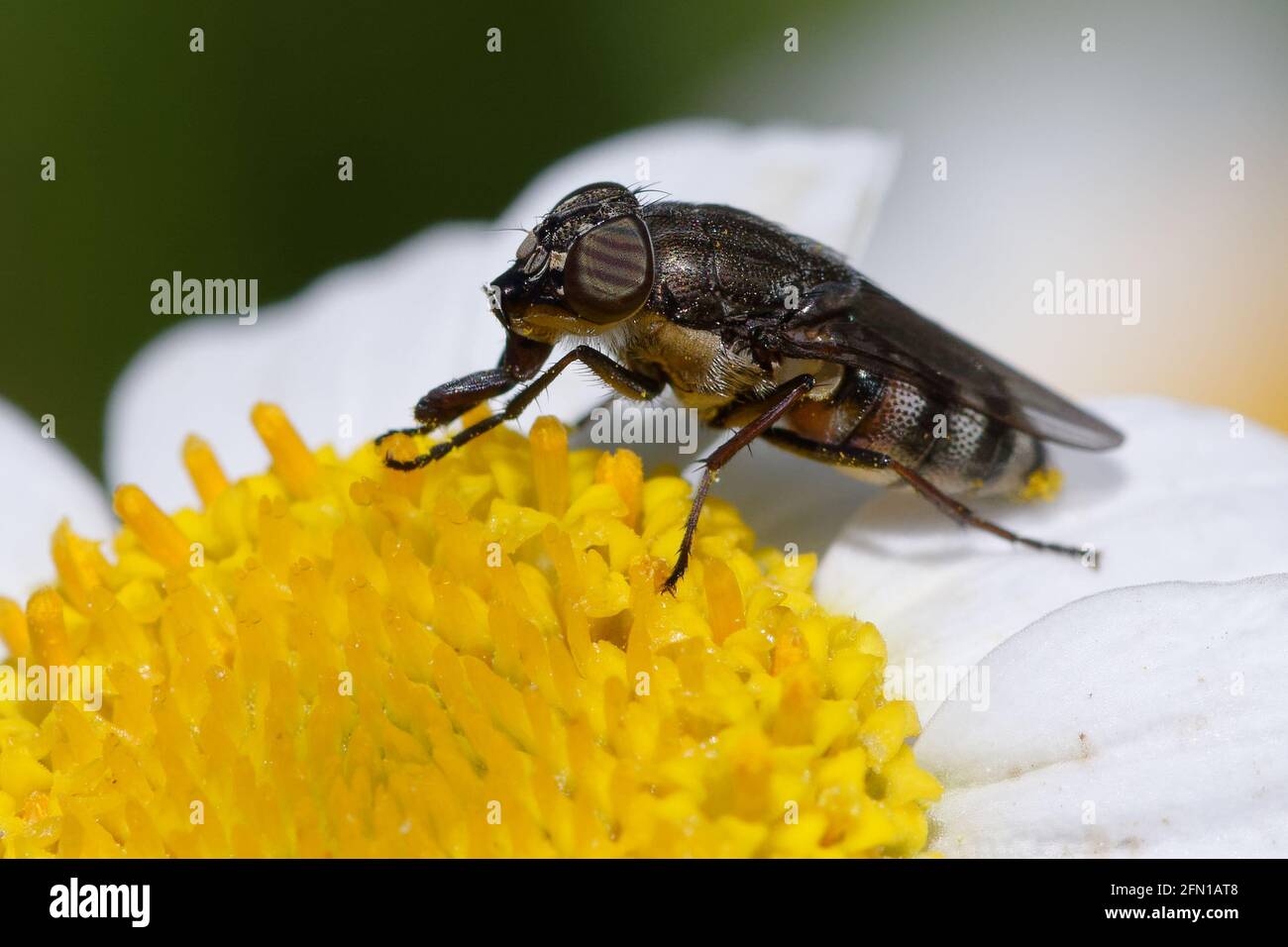 Female Stomorhina lunata (Fly) on a flower Stock Photo - Alamy