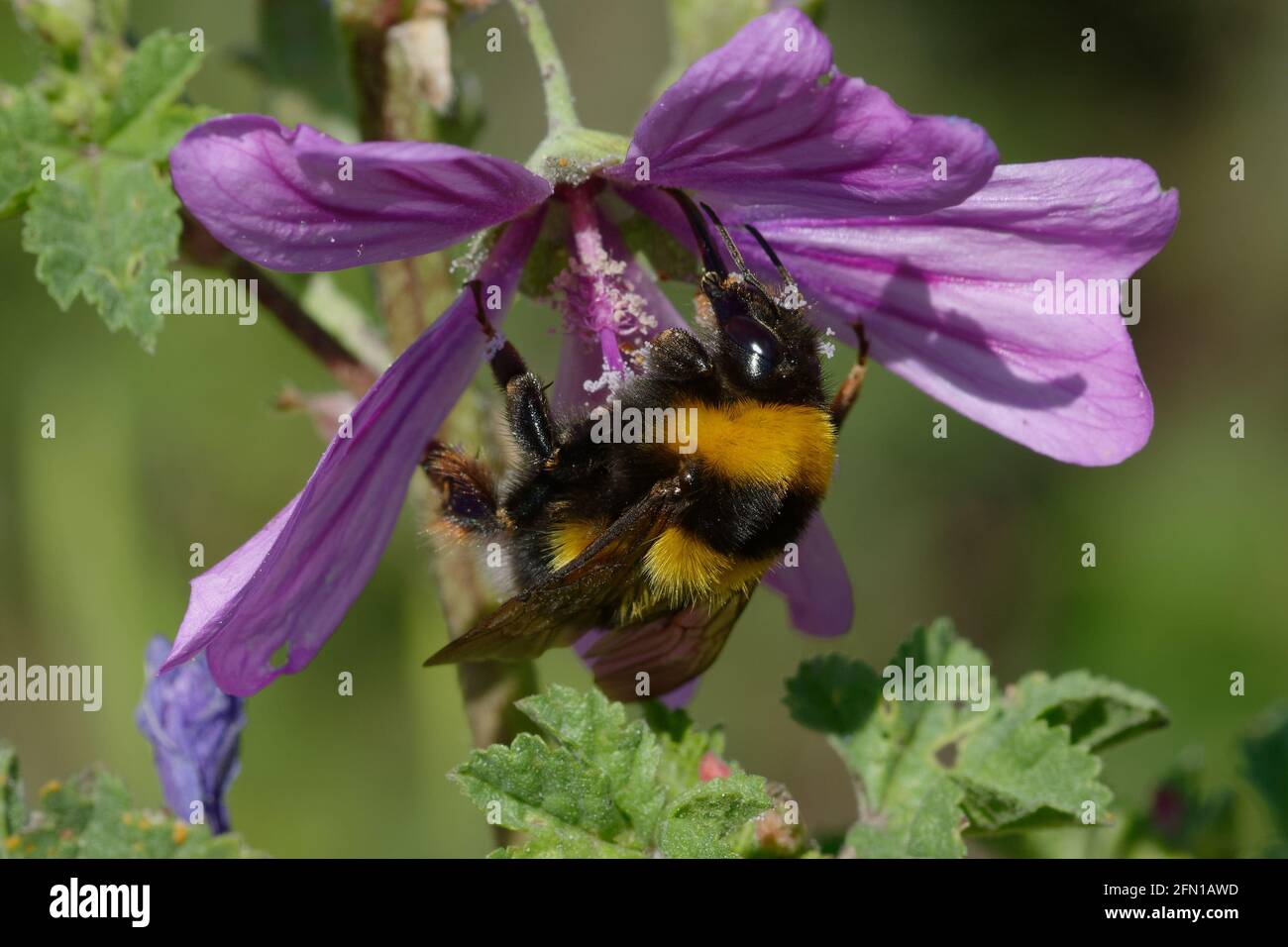 Small garden bumblebee (Bombus hortorum) foraging a purple flower Stock ...