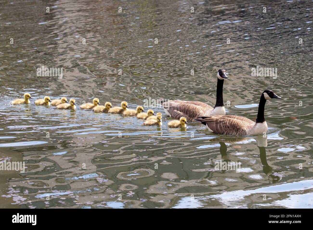 Picture dated May 9th 2021 shows Canadian Geese out on the River Cam in ...