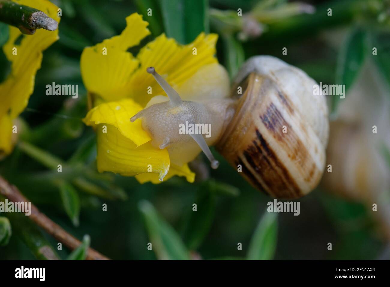 White garden snail or Sand hill snail or White Italian snail or ...