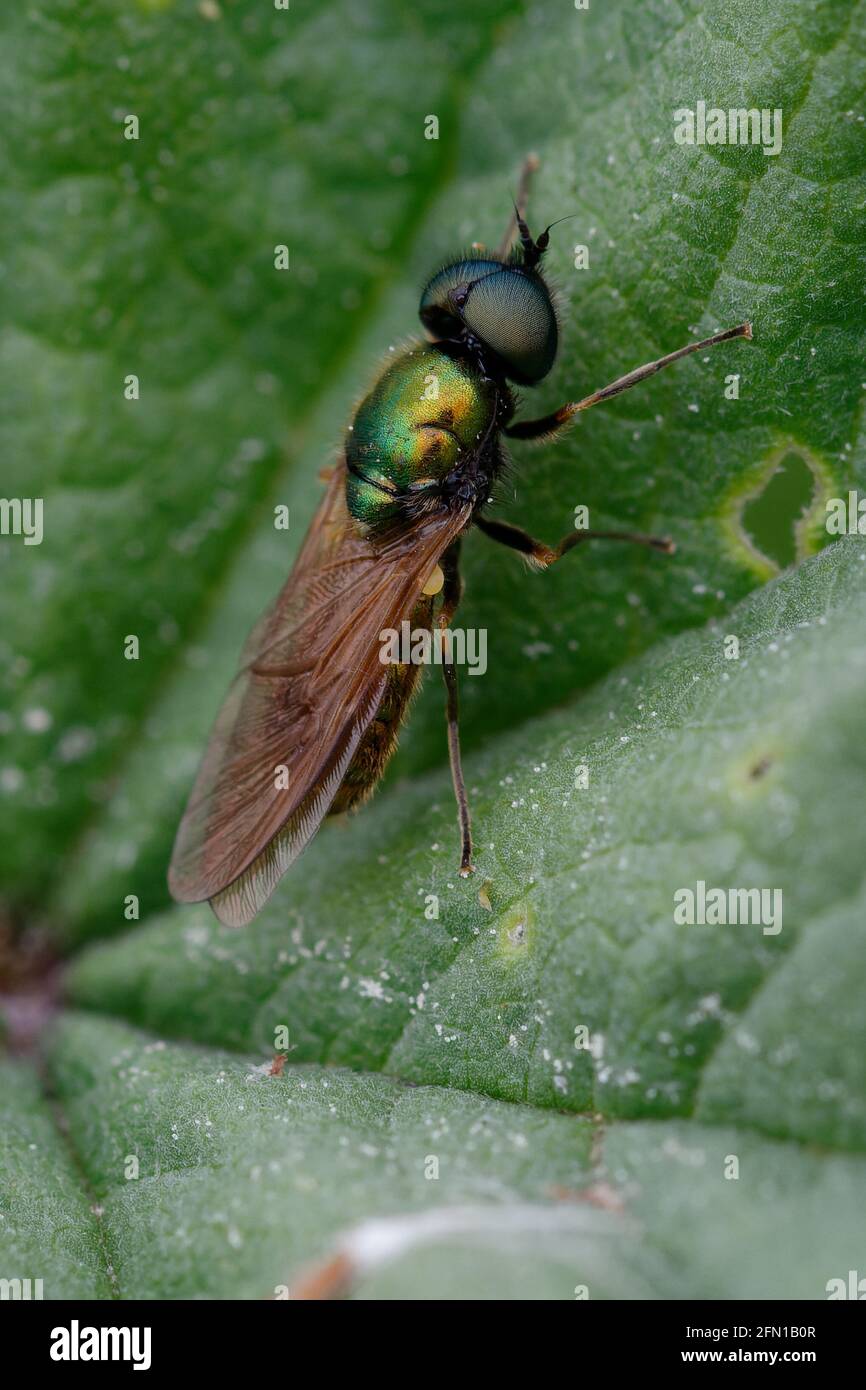 Black soldier fly leaf hi-res stock photography and images - Alamy