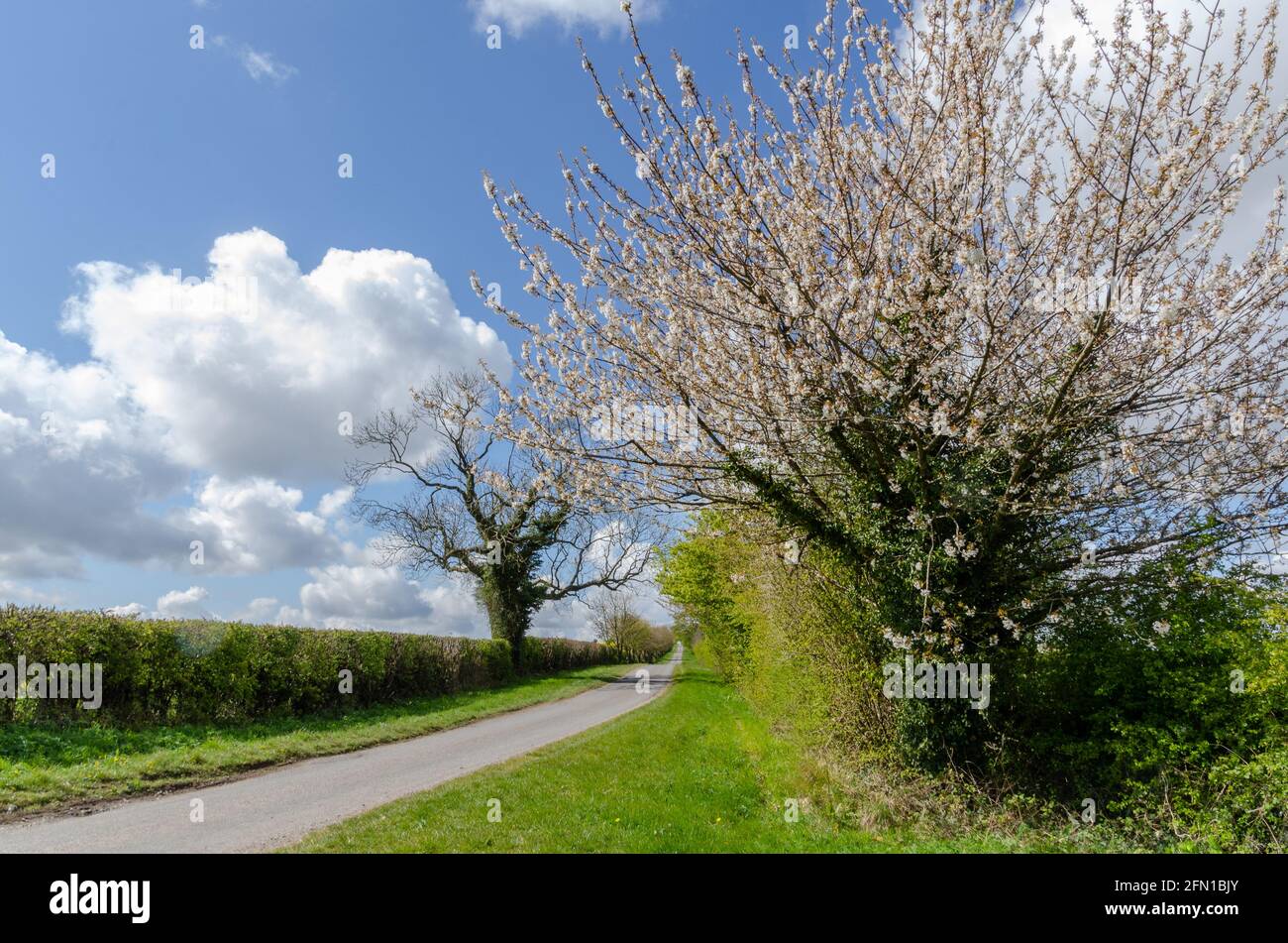 country road in spring Stock Photo - Alamy