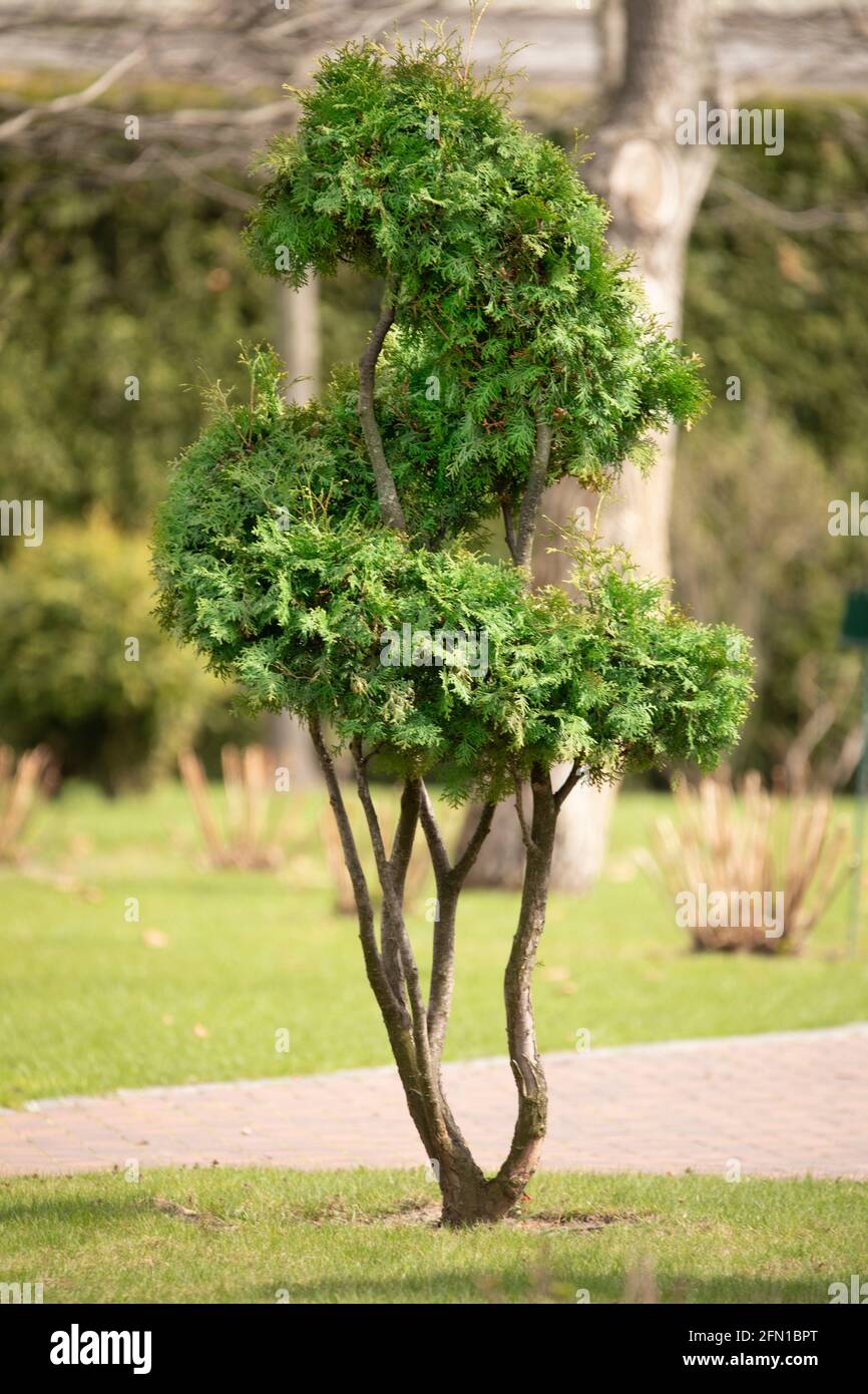 Thuja bonsai in the park area on the green grass Stock Photo - Alamy