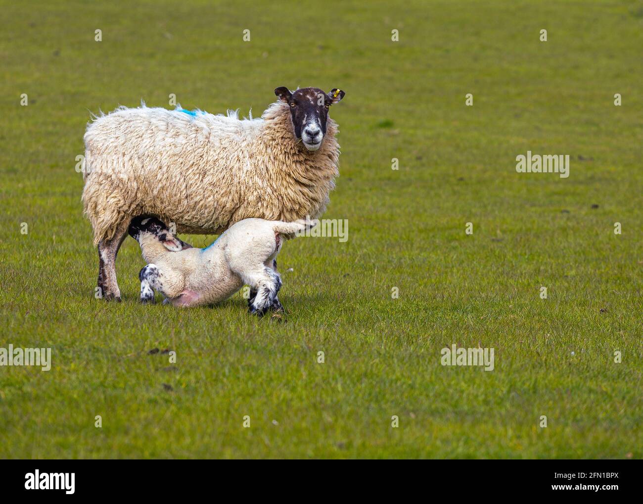 Young lamb feeding from its mother Stock Photo - Alamy