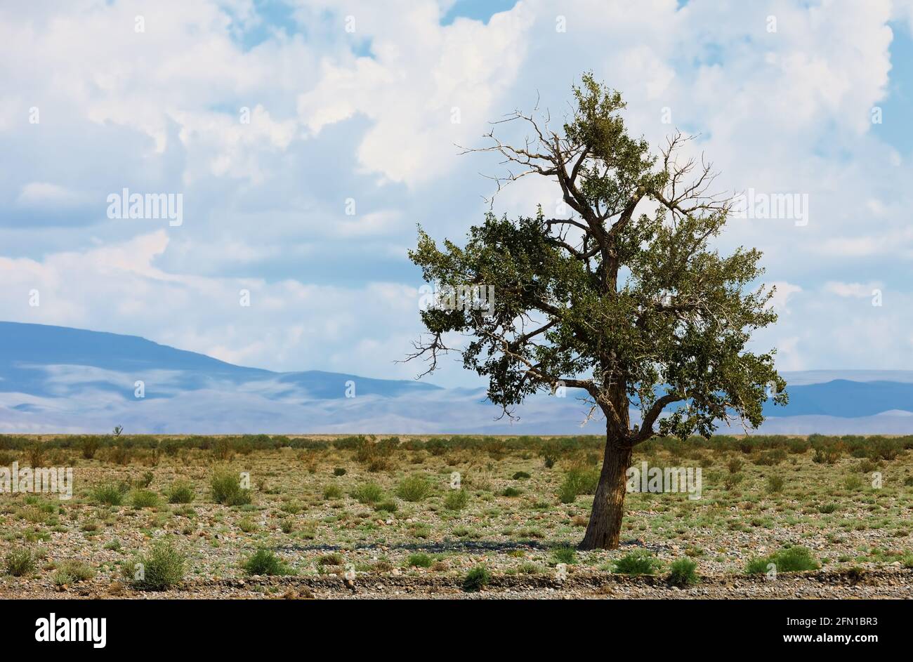 Mongolia tree hi-res stock photography and images - Alamy