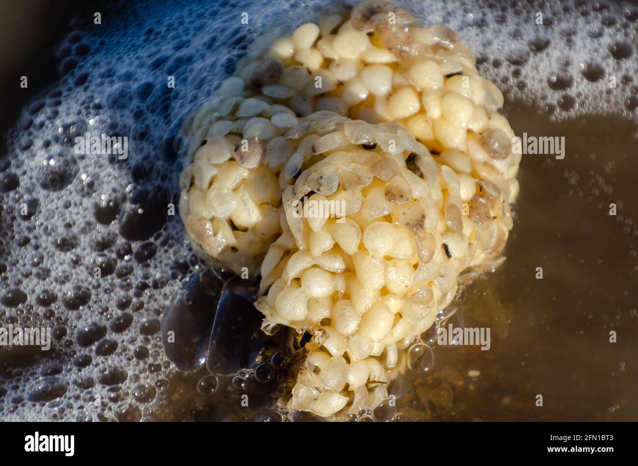 Whelk egg cases on the beach hi-res stock photography and images - Alamy