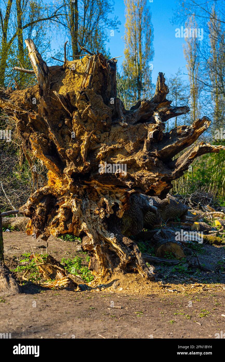 Huge fallen tree hi-res stock photography and images - Alamy