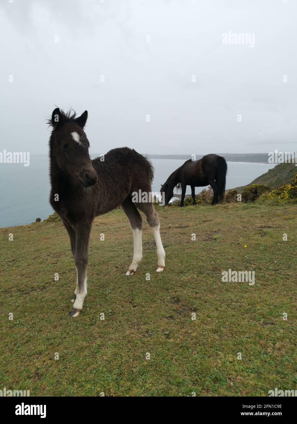 wild ponies at rame head in cornwall england uk Stock Photo - Alamy